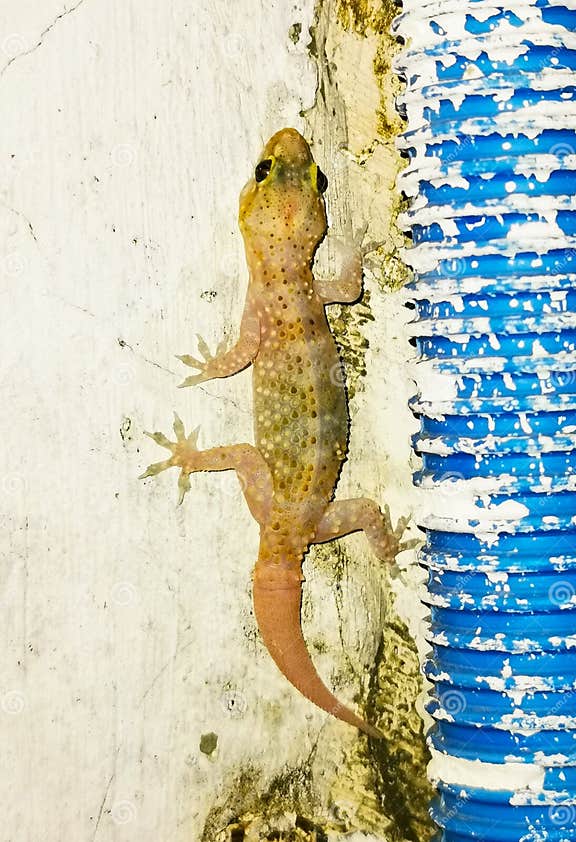 Mediterranean House Gecko stock photo. Image of mediterranean - 254985320