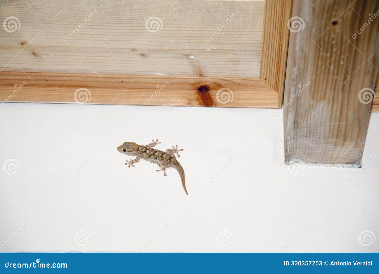 A Mediterranean House Gecko. Stock Image - Image of animal, adhesive ...
