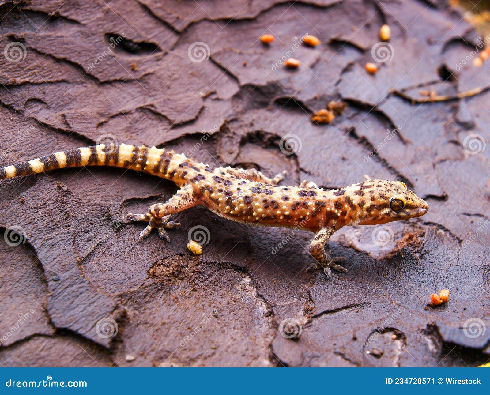 Mediterranean House Gecko (Hemidactylus Turcicus) in Greece Stock Image ...
