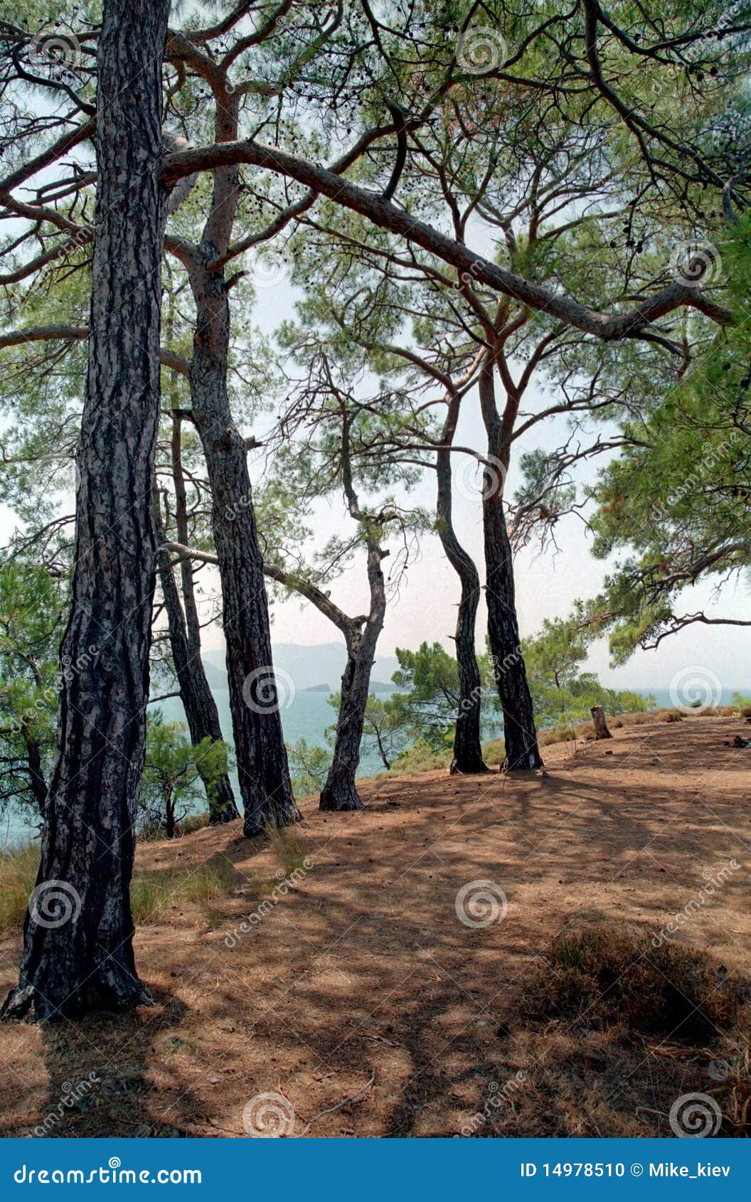 Mediterranean landscape stock photo. Image of forest - 14978510
