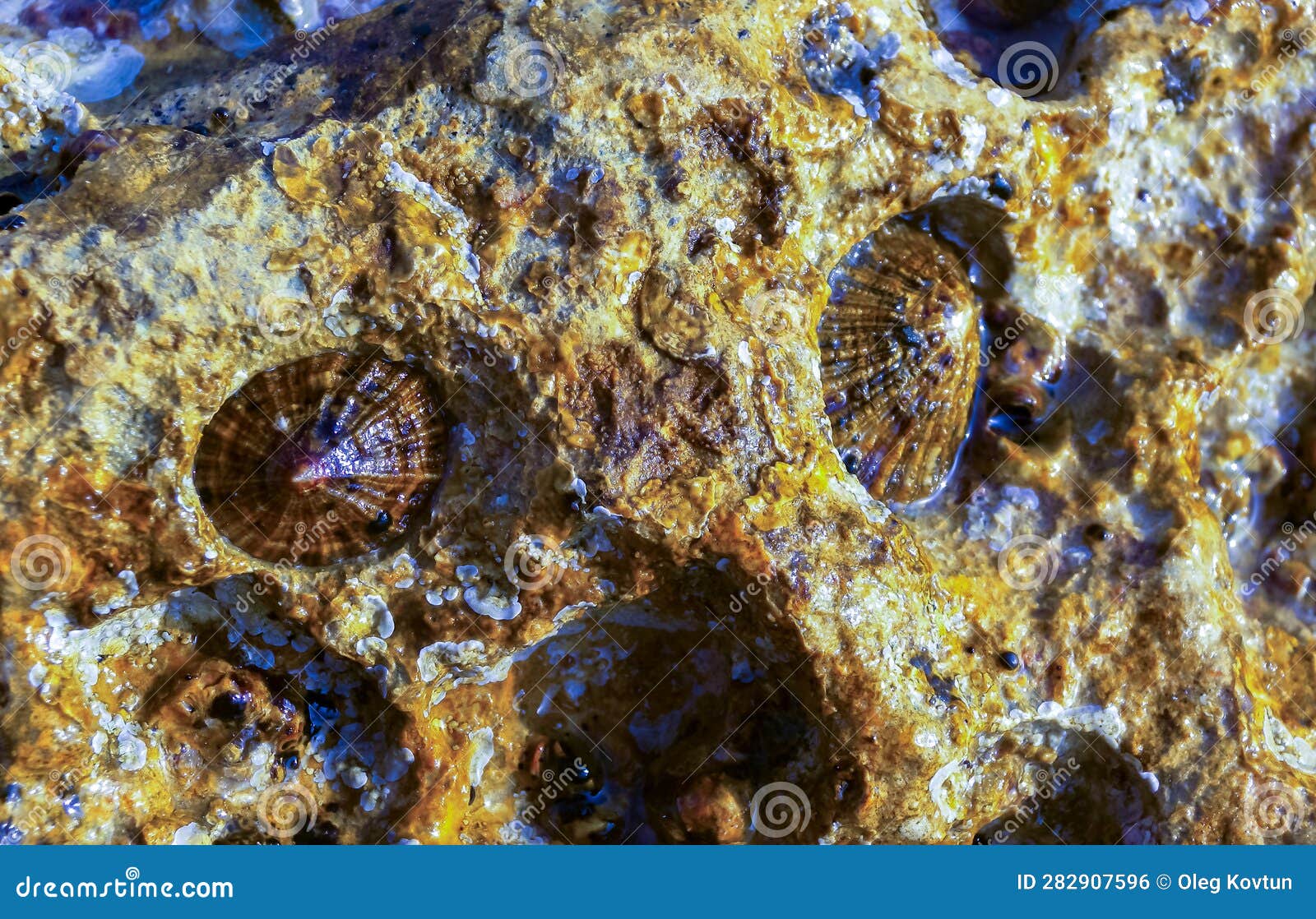 Mediterranean Limpet and Rayed Mediterranean Limpet (Patella Caerulea ...