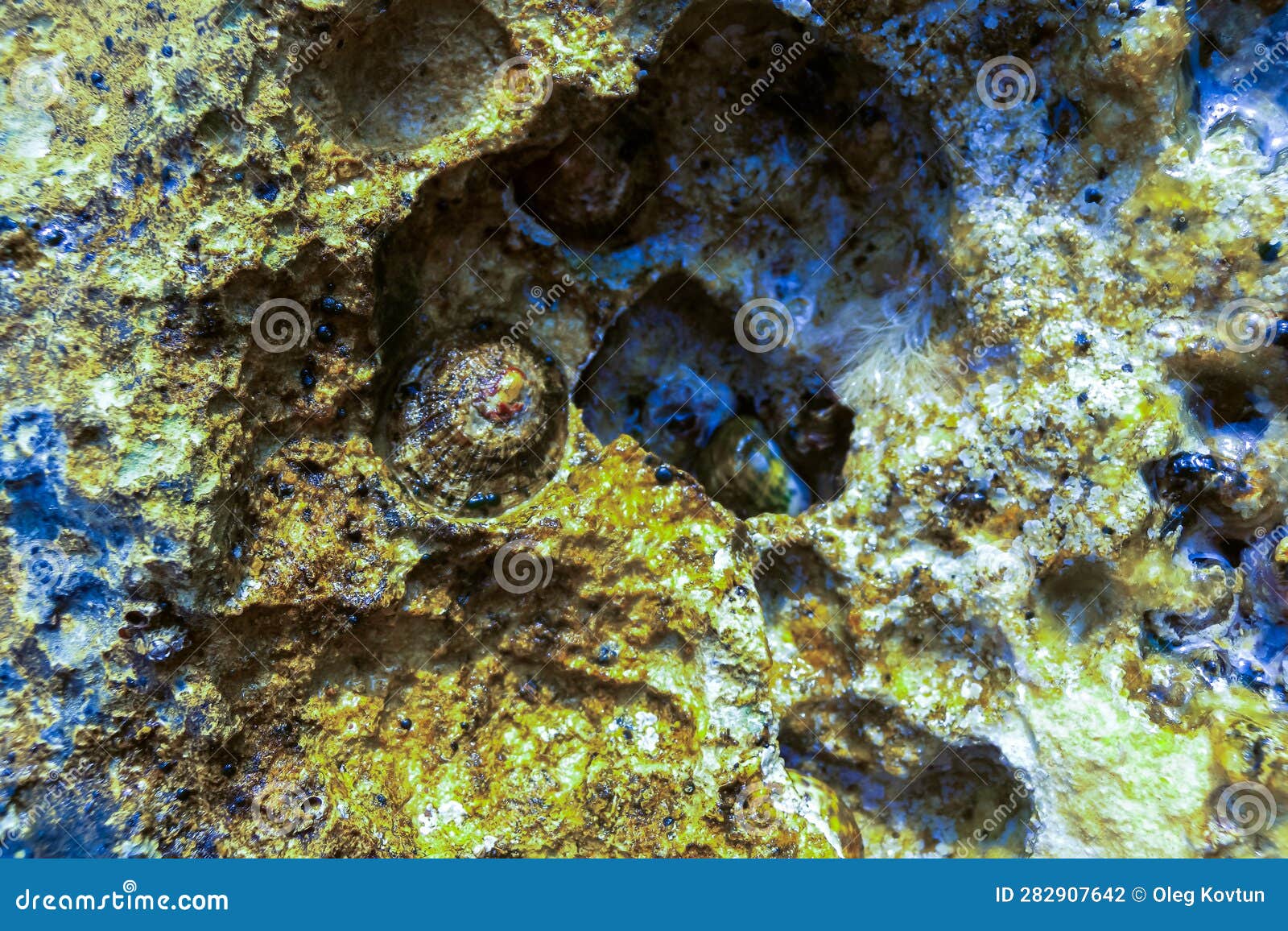 Mediterranean Limpet and Rayed Mediterranean Limpet (Patella Caerulea ...