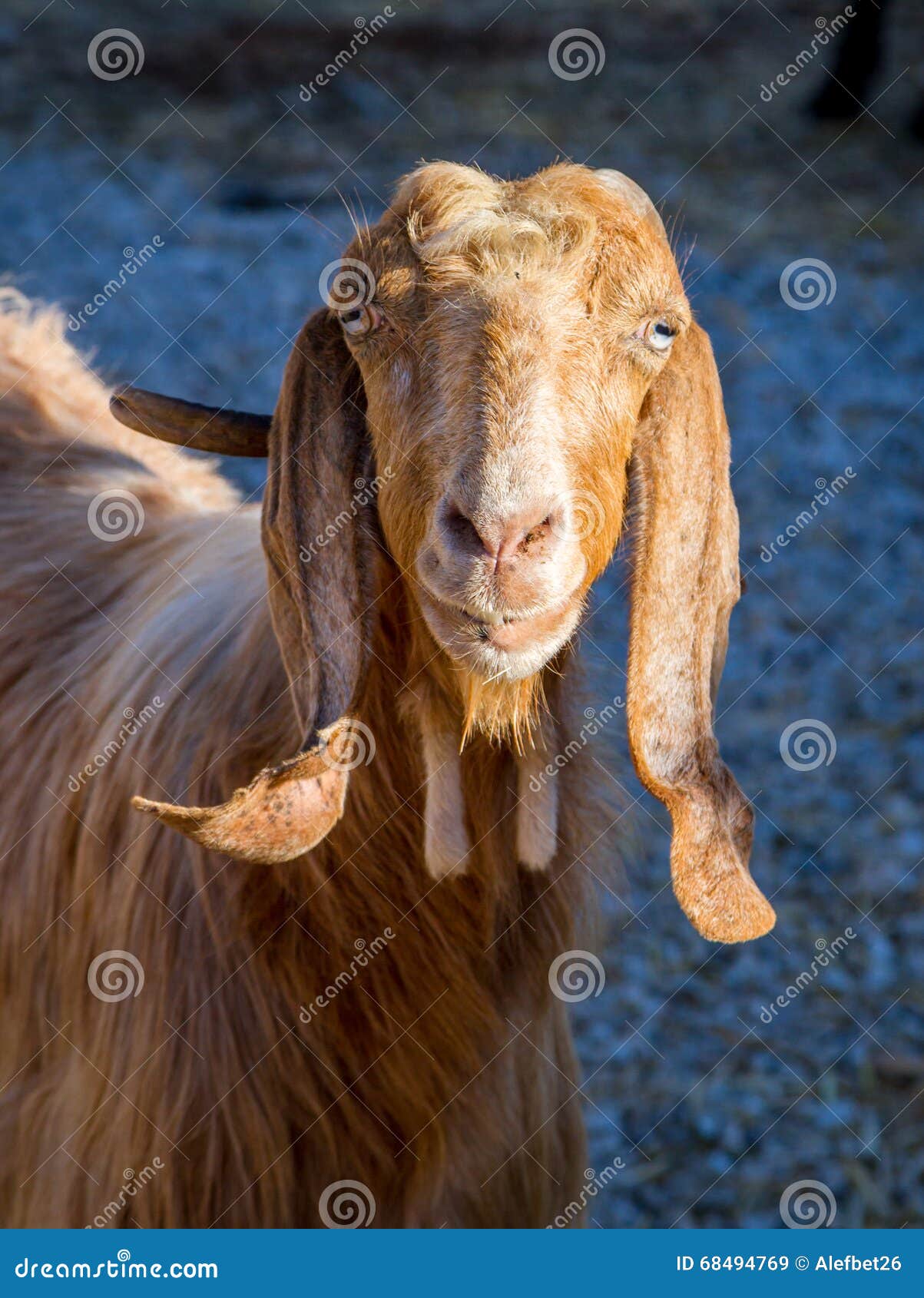 Mediterranean Long-eared Nanny-goat Stock Image - Image of head ...