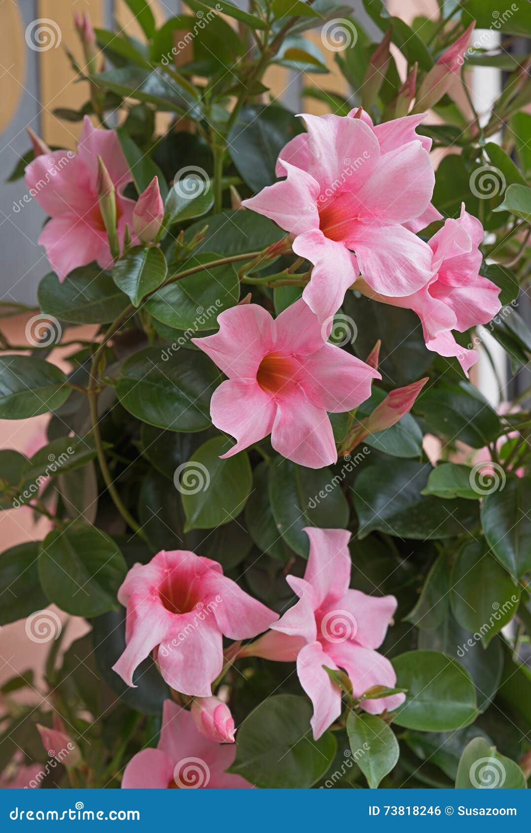 Mediterranean Mandevilla Flower in Light Pink Stock Photo - Image of ...