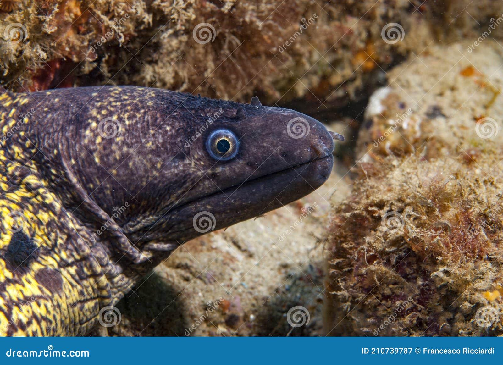 Mediterranean Moray Muraena Helena Stock Image - Image of marine ...