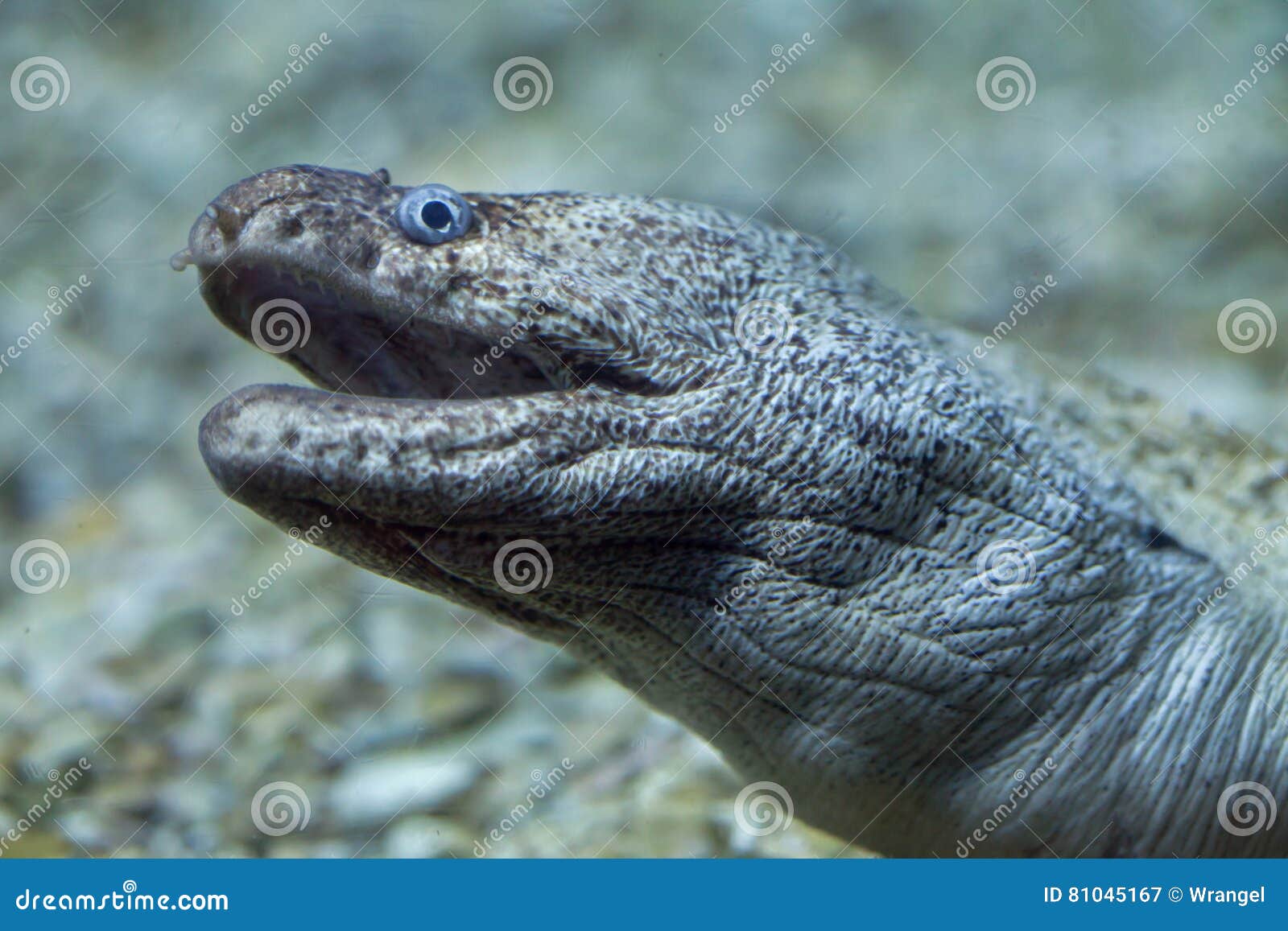 Mediterranean Moray Muraena Helena Stock Image - Image of moray ...