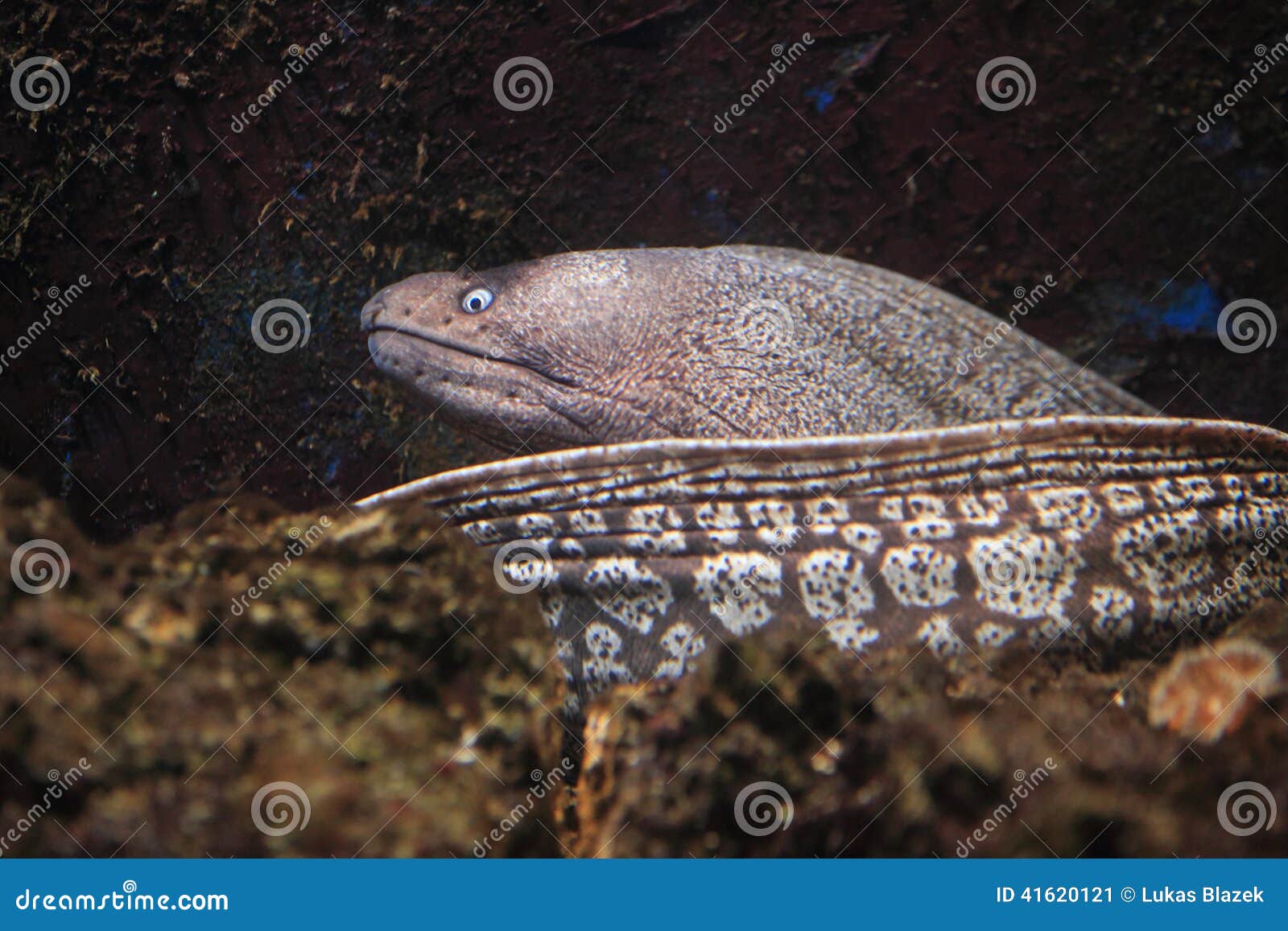 Mediterranean moray stock image. Image of nature, life - 41620121