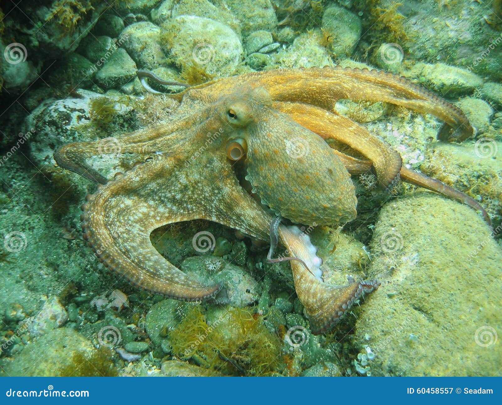 Mediterranean Octopus Underwater on the Seabed Stock Image - Image of ...