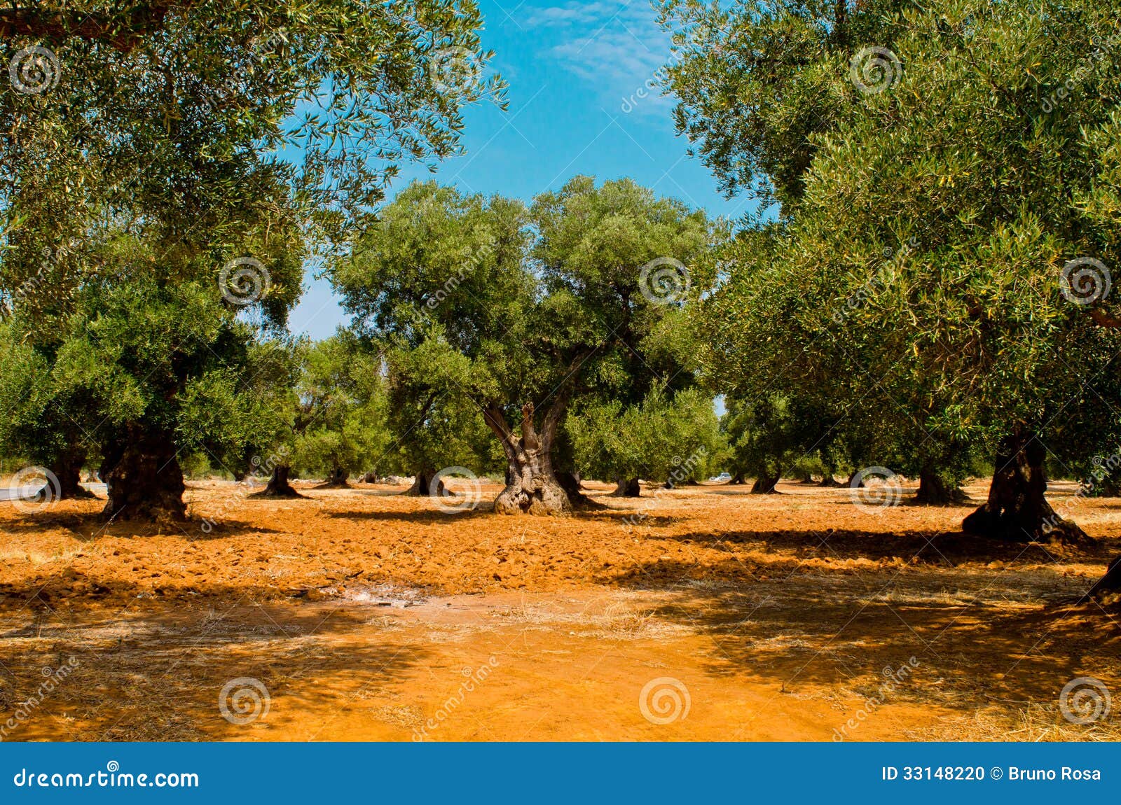 Mediterranean Olive Field with Old Olive Tree Stock Photo - Image of ...