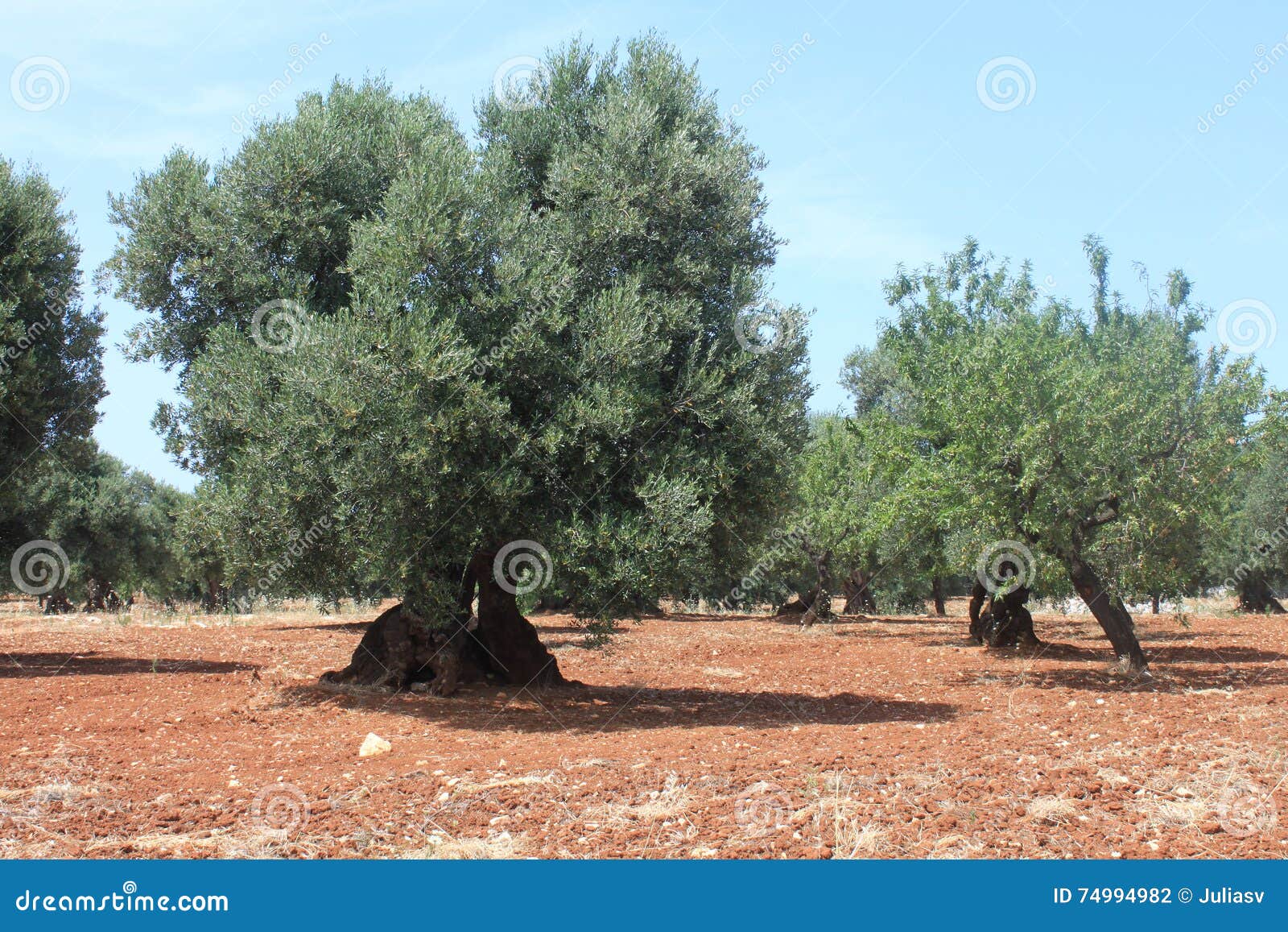 Mediterranean Olive Field with Old Olive Trees Against the Blue Sky ...