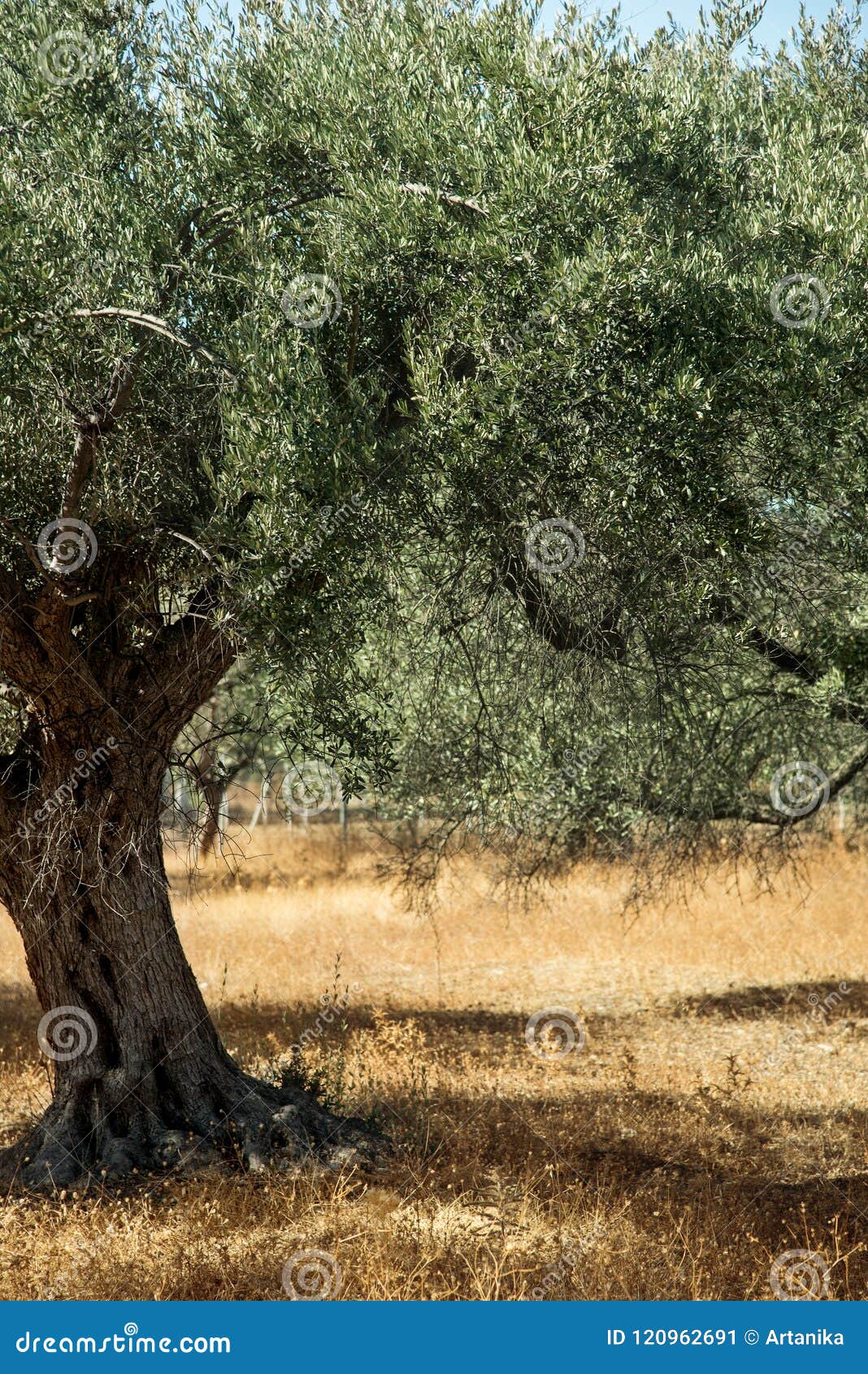 Mediterranean olive tree stock image. Image of garden - 120962691