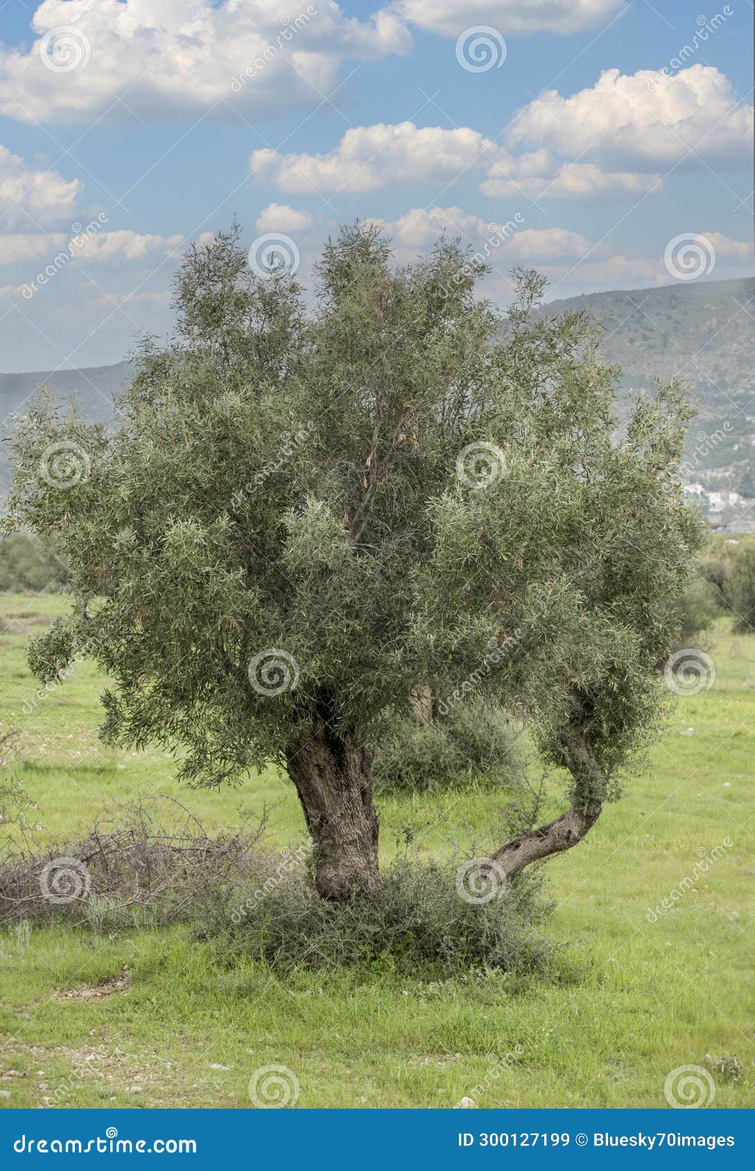 Mediterranean Olive Field with Olive Trees. Stock Image - Image of ...