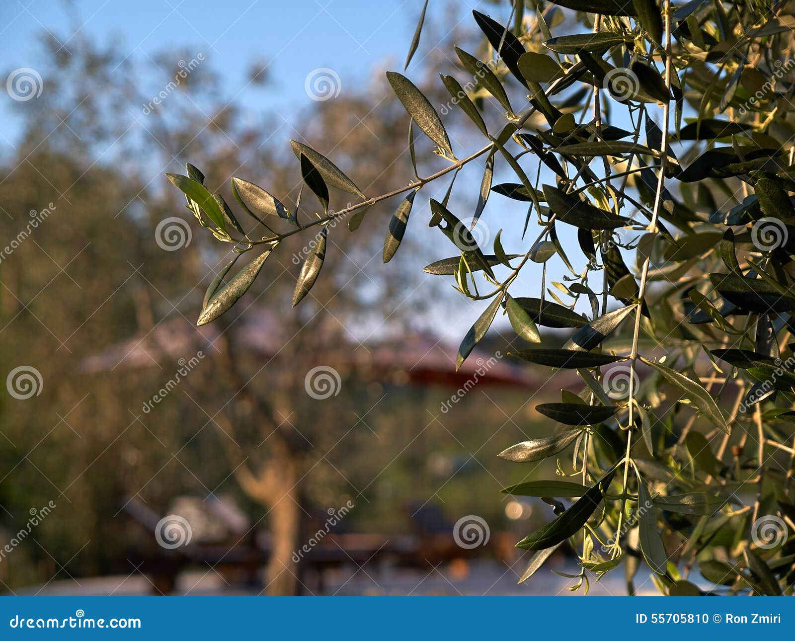 Mediterranean Olive Olive Tree Stock Photo - Image of hill, agriculture ...