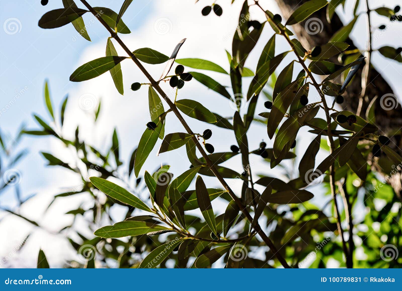 Mediterranean Olive Tree Branches on a Perfect Day Stock Image - Image ...