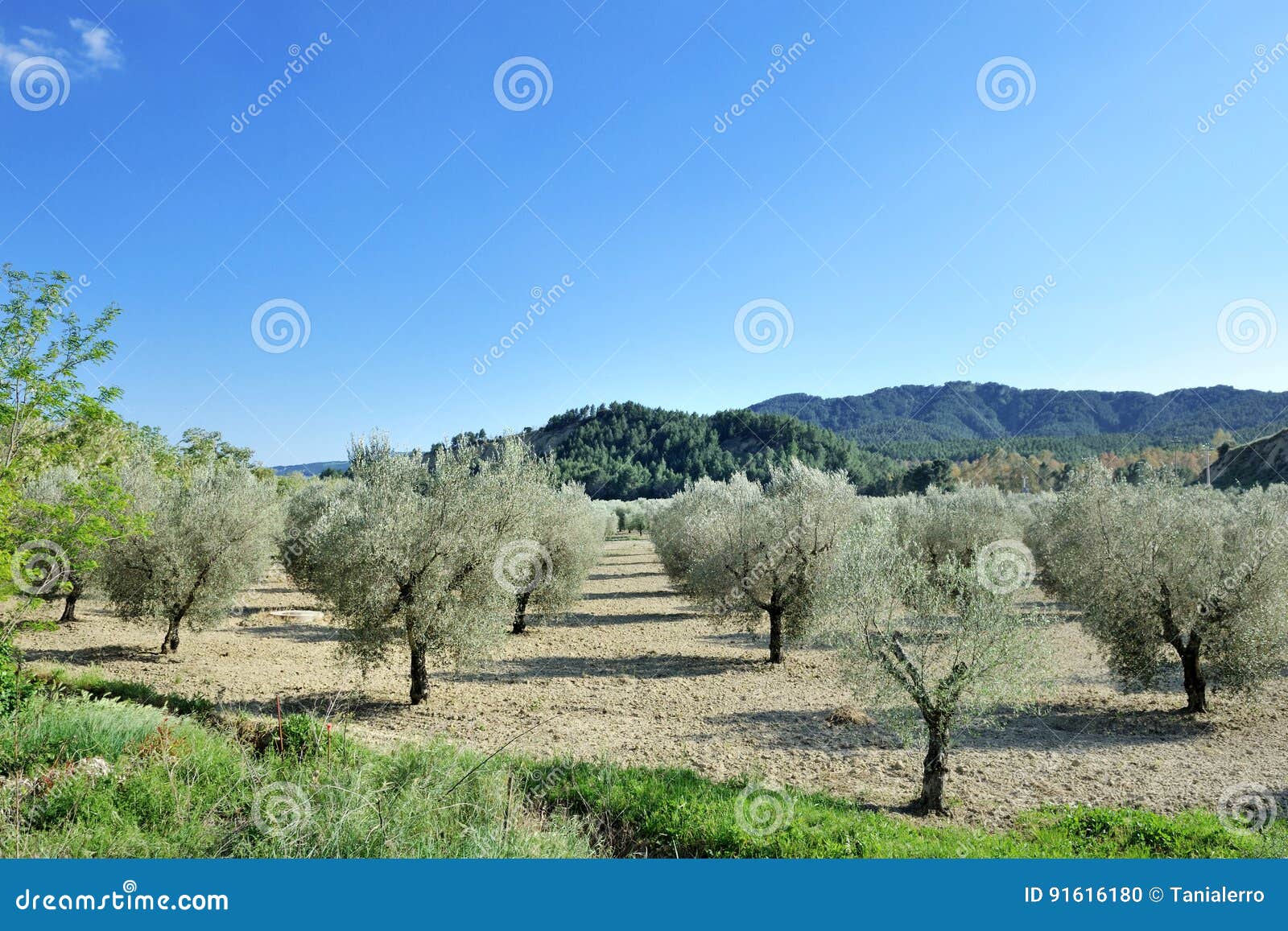 Mediterranean Olive Trees Field Panoramic View Stock Photo - Image of ...
