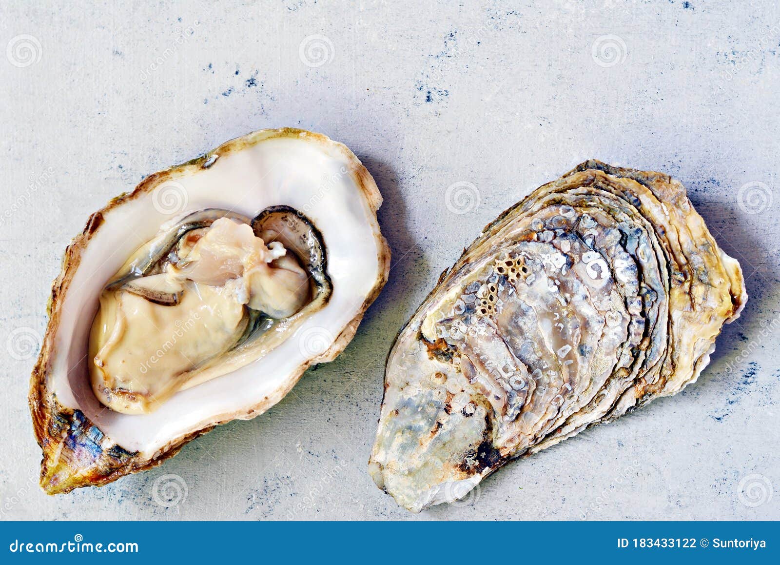 Mediterranean Oysters on a Light Background. Stock Photo - Image of ...