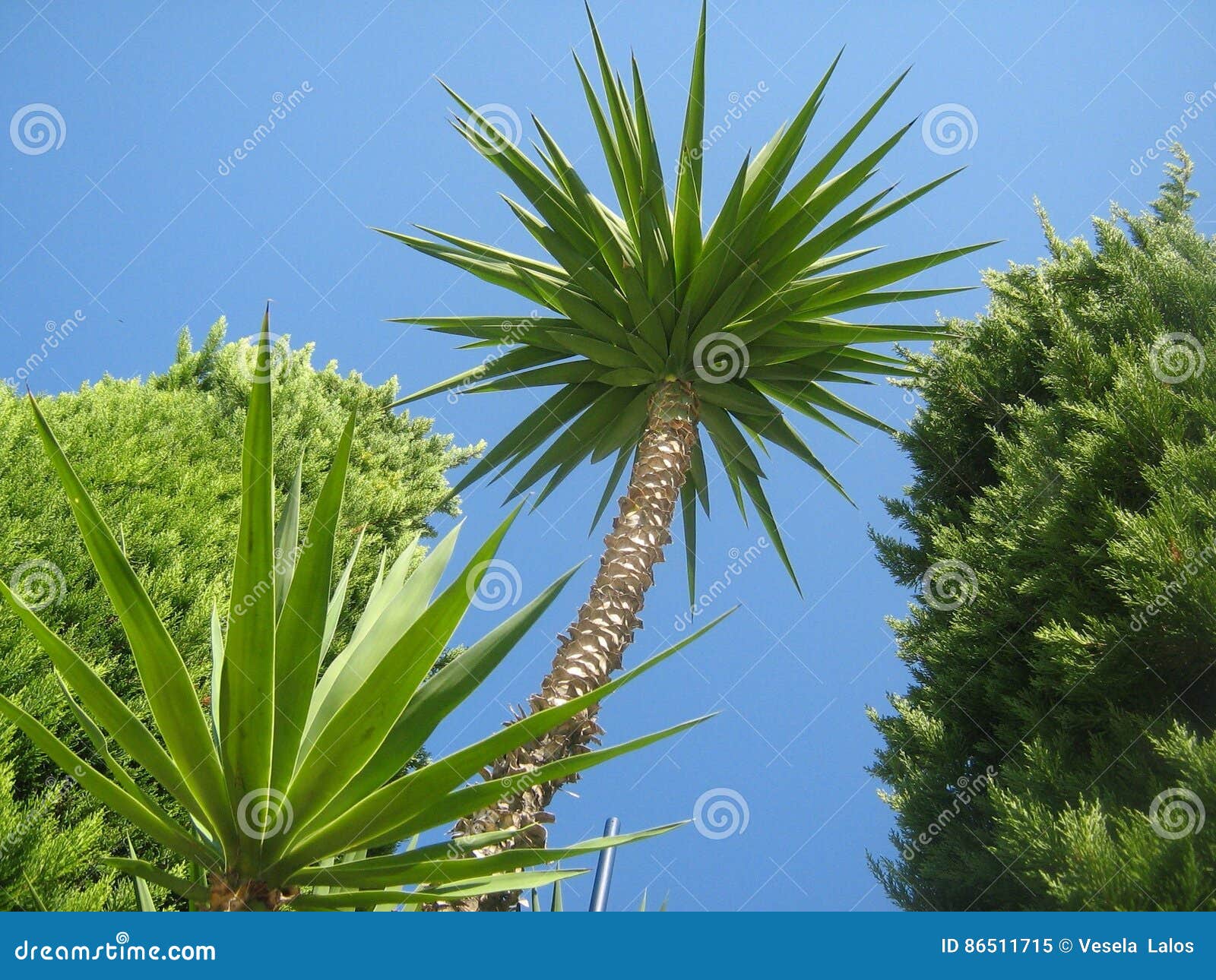 Mediterranean palm tree stock image. Image of palm, conifers - 86511715