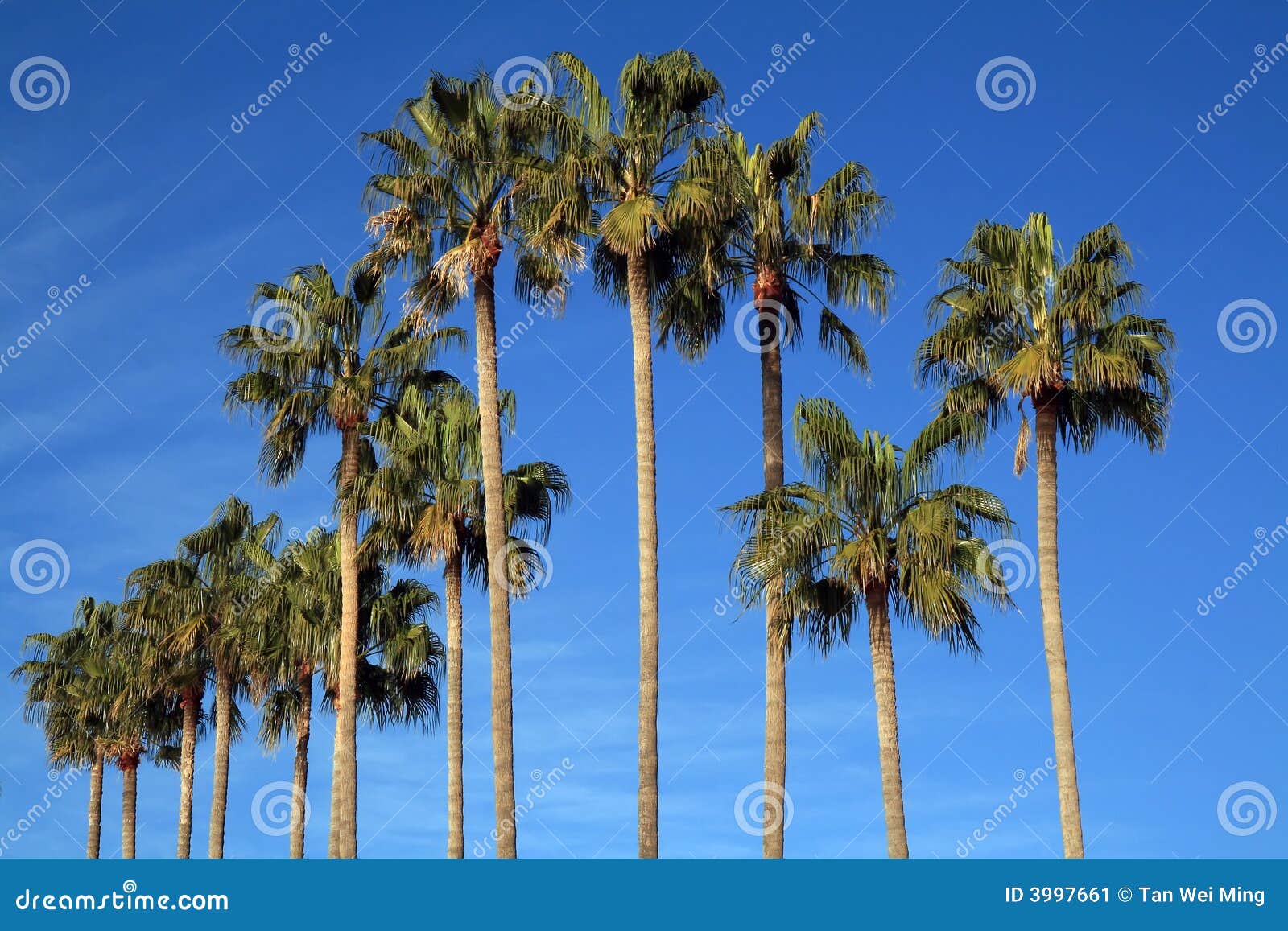 Mediterranean Palm Trees stock image. Image of azur, mediterranean ...