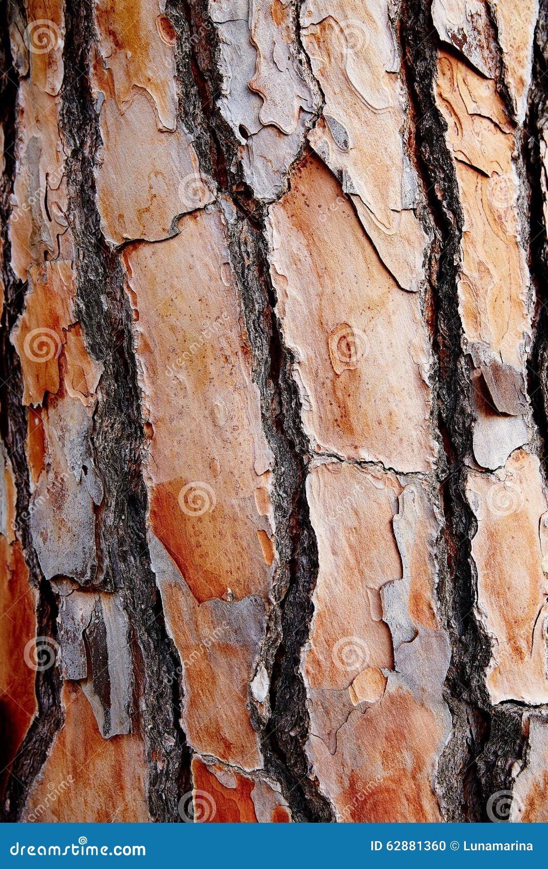 Bark Of Elm. Trunk Of Tree ,Seamless Tileable Background Texture Stock ...