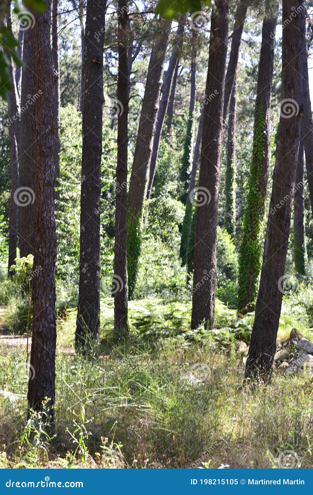 Mediterranean Pine Forest in Northern Spain Stock Image - Image of ...