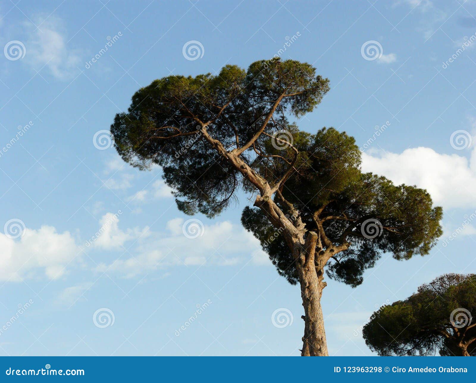 Mediterranean pine stock photo. Image of tree, background - 123963298