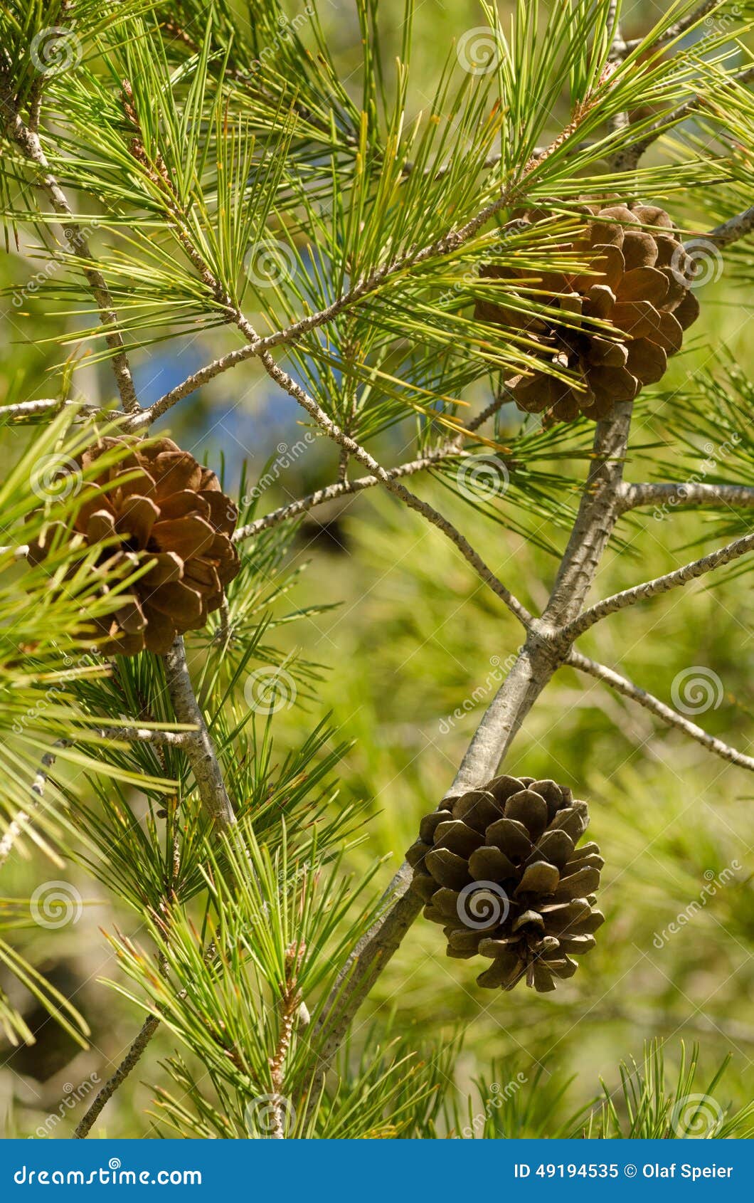 Mediterranean pine tree stock image. Image of seeds, flora - 49194535