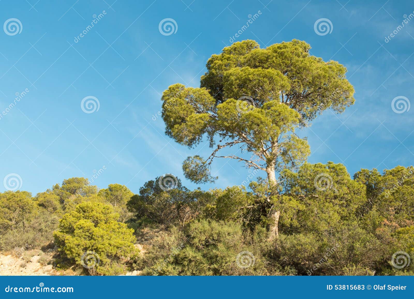 Mediterranean pine tree stock image. Image of flora, lush - 53815683