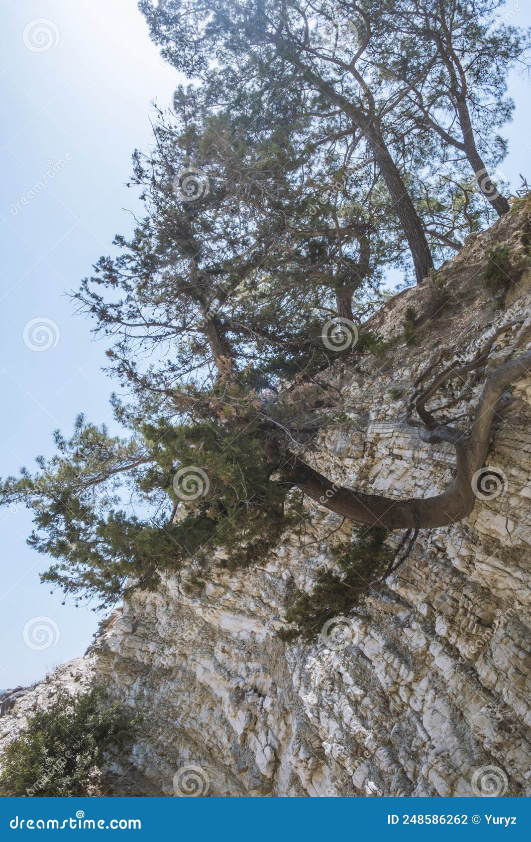 Pine tree on slope stock photo. Image of curved, plant - 248586262