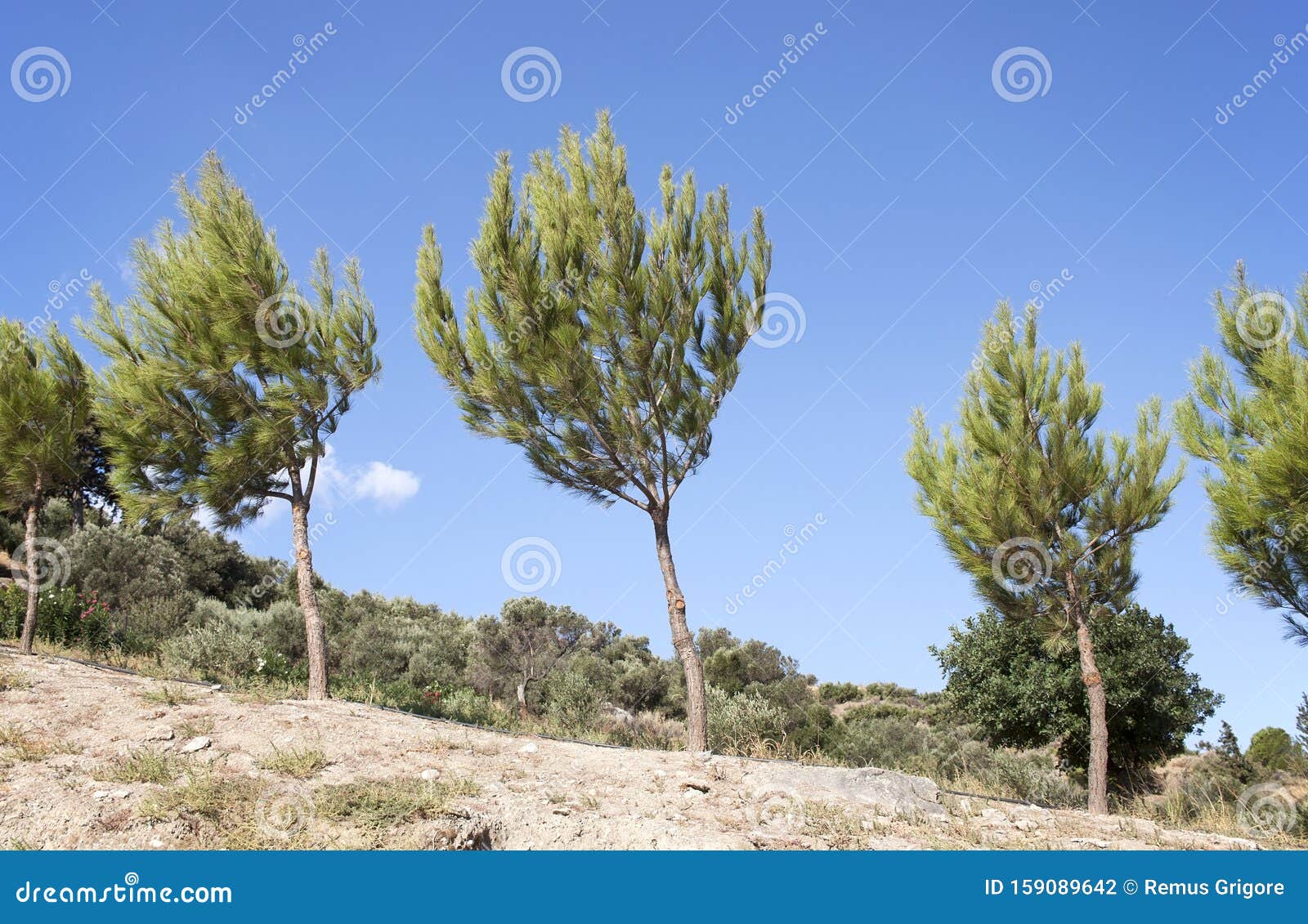Mediterranean pine trees stock photo. Image of mediterranean - 159089642