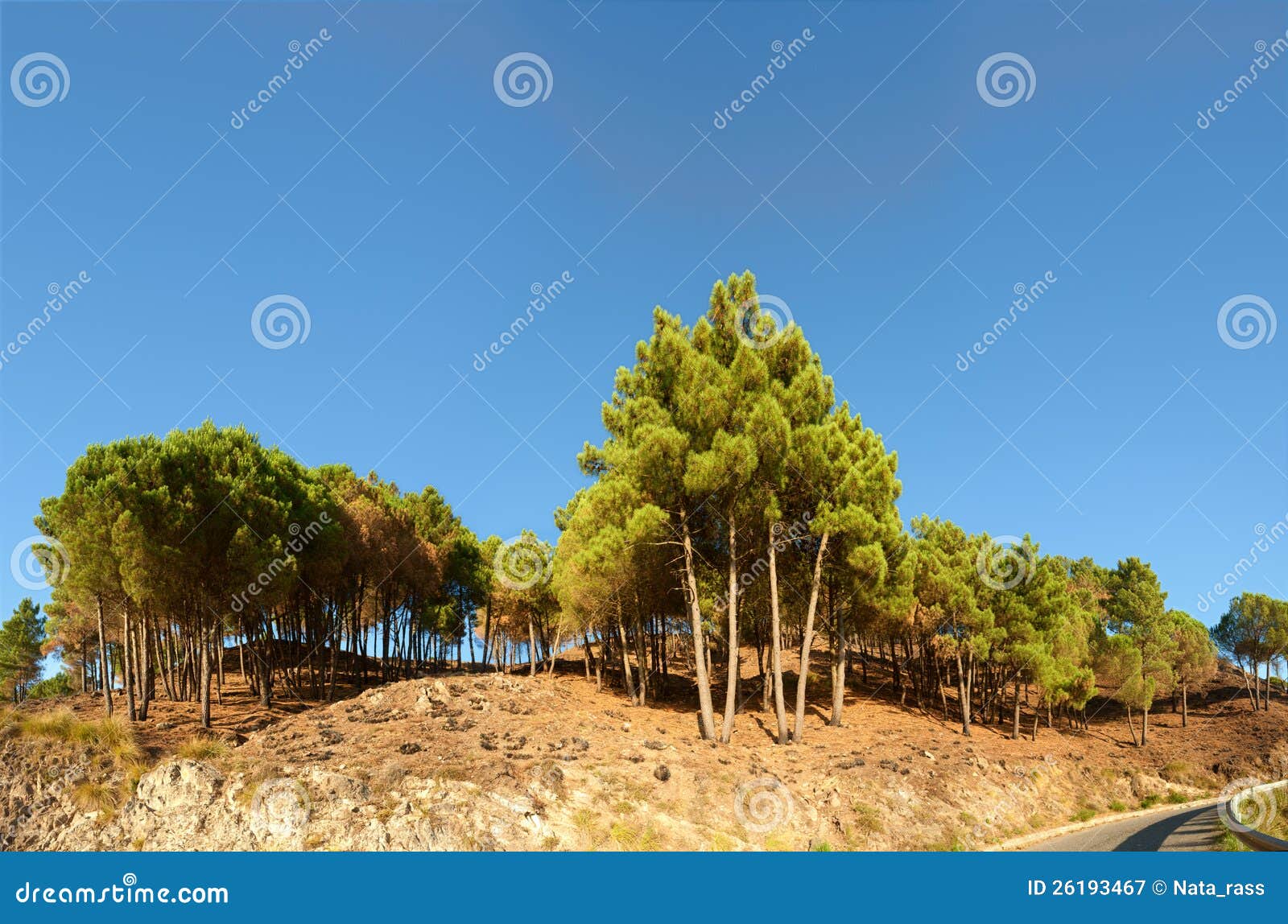 Mediterranean Pines on Calabrian Hills Stock Image - Image of wood ...