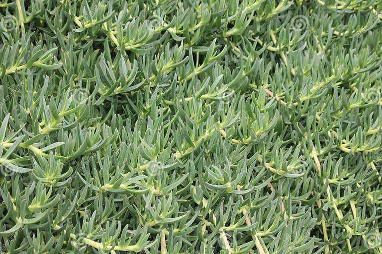 Mediterranean plant stock image. Image of detail, mediterranean - 61813157