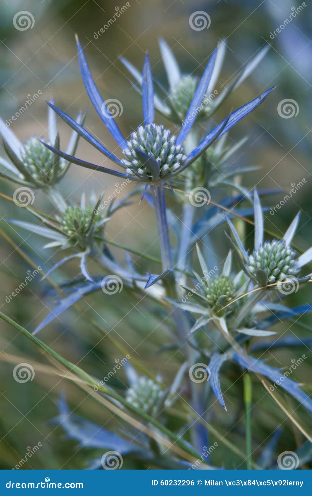 Mediterranean plants stock photo. Image of plants, mediterranean - 60232296
