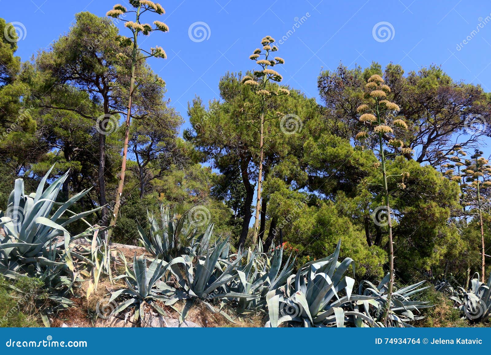 Mediterranean Plants stock photo. Image of bloom, green - 74934764