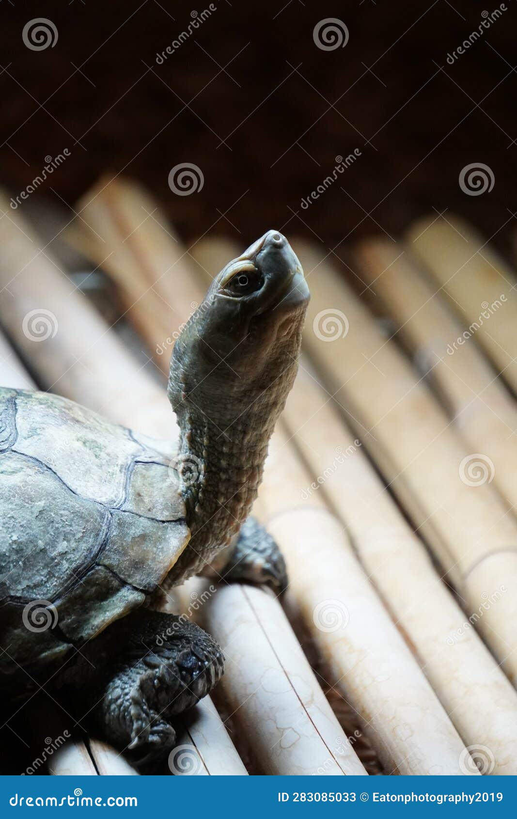 Mediterranean Pond Turtle Looking Out Stock Image - Image of pond ...