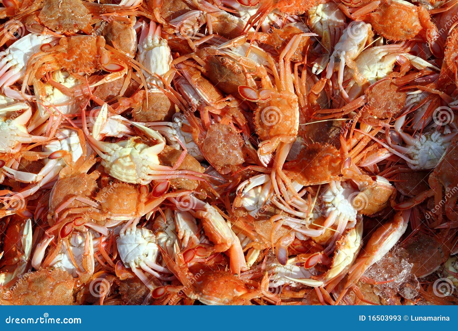 Mediterranean Red Crab Pattern Seafood Texture Stock Image - Image of ...