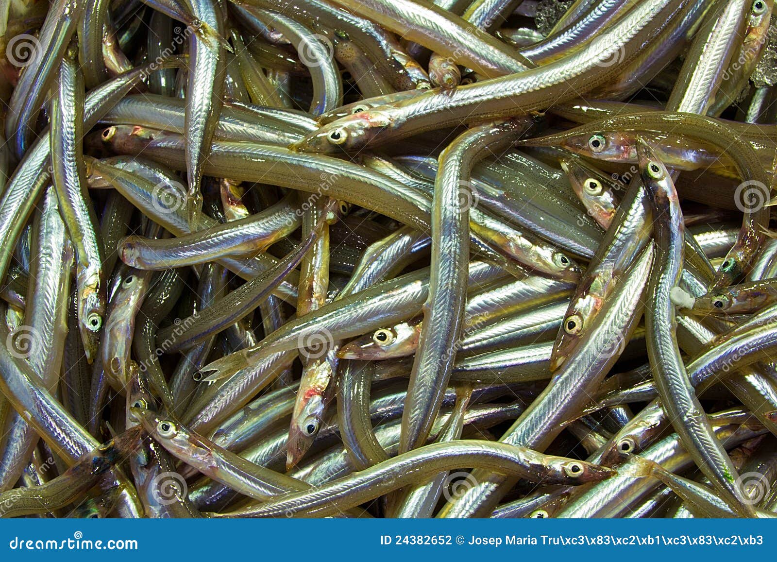 Mediterranean Sand Eel (Gymnammodytes Cicerelus) Stock Photo - Image of ...