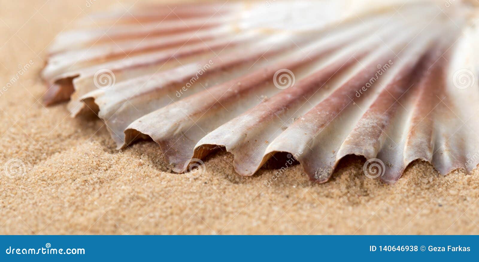 Mediterranean Scallop, Pecten Jacobaeus Seashell on Sand Stock Photo ...