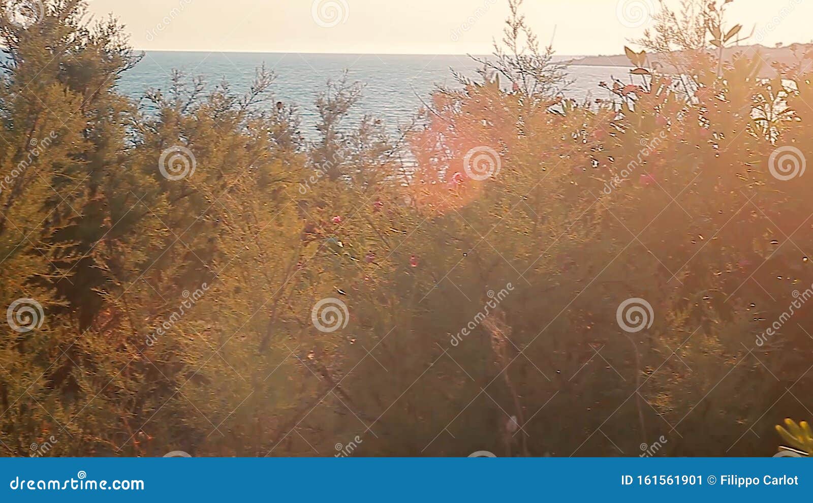 Mediterranean scrub stock video. Video of botany, mediterranean - 161561901