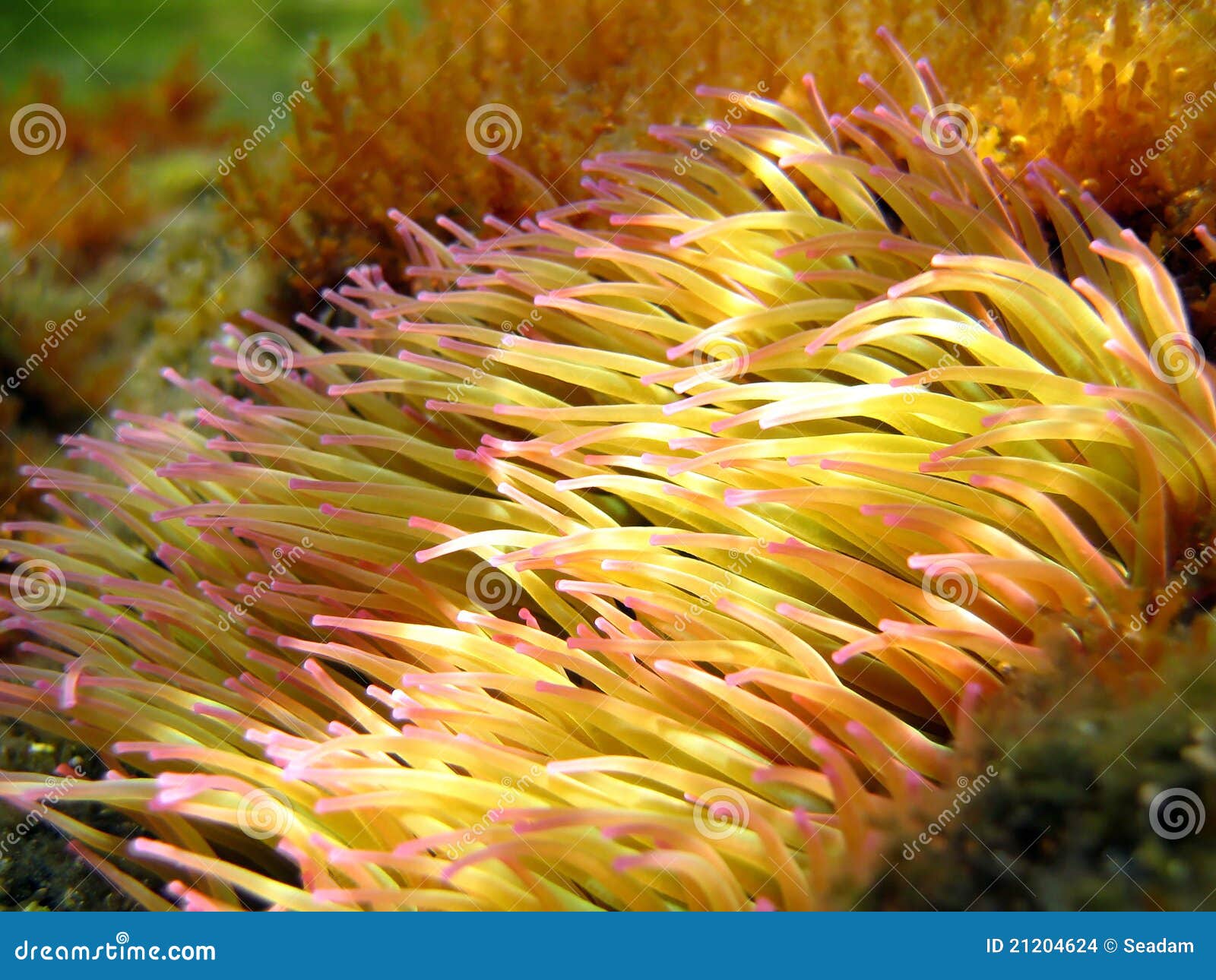 Mediterranean sea anemone stock photo. Image of macro - 21204624