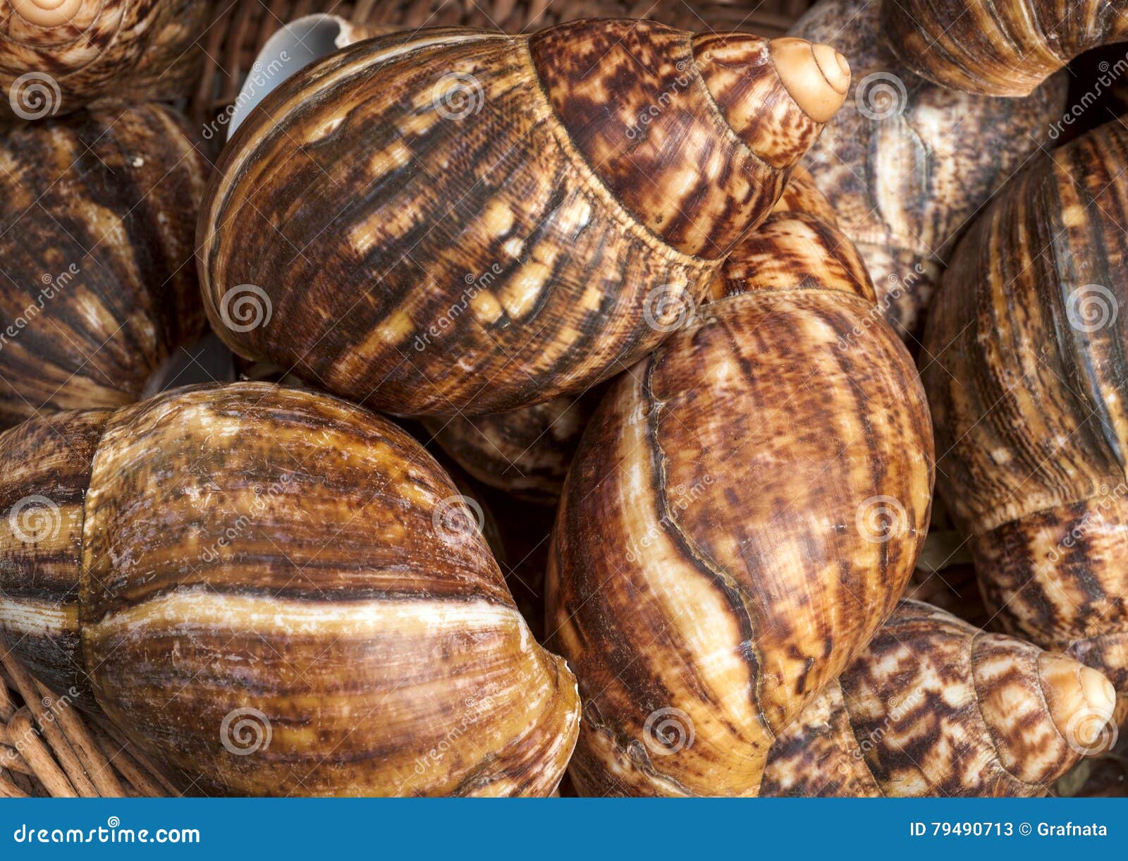 Mediterranean sea shell stock image. Image of conch, shape - 79490713