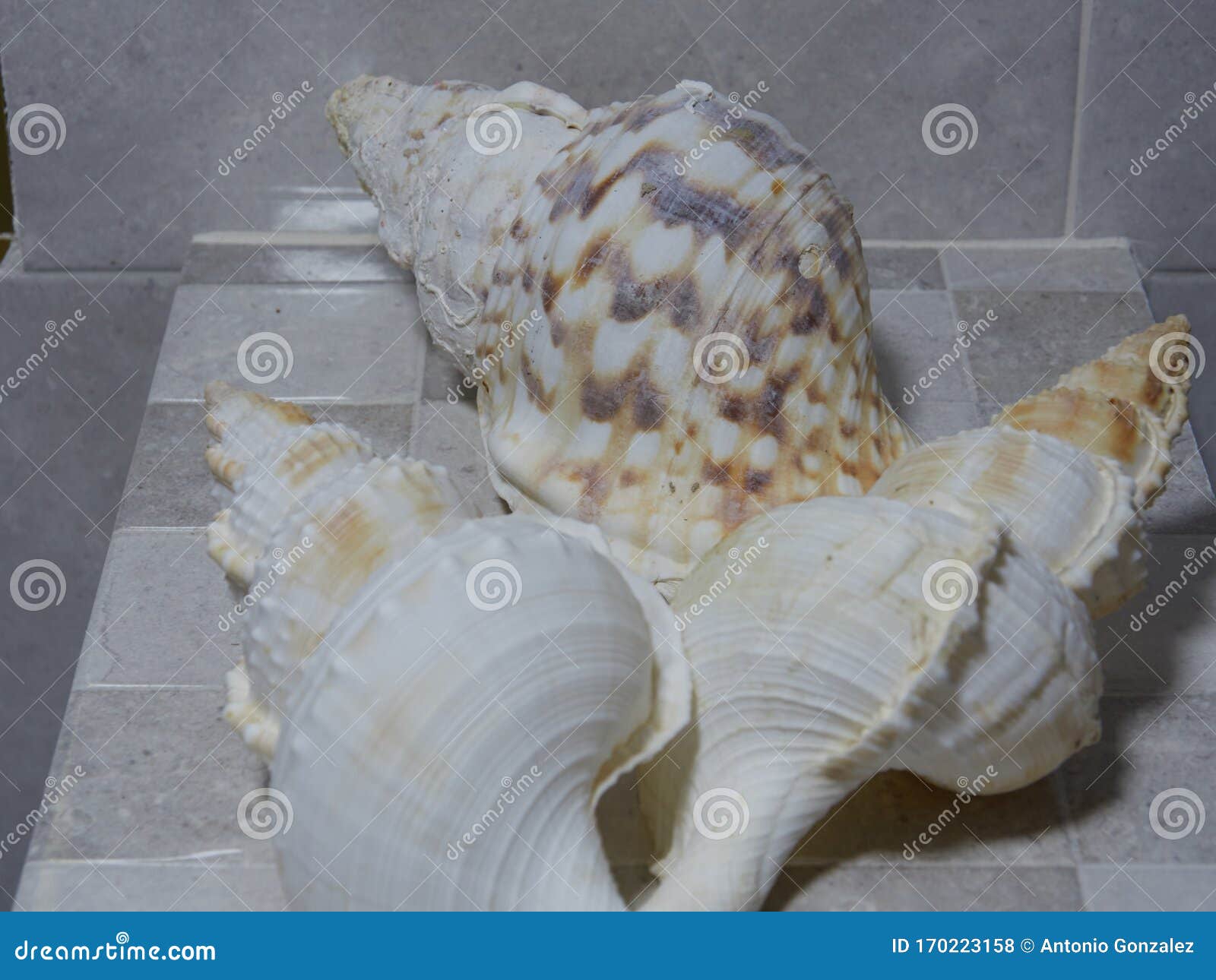 Mediterranean Sea Shells from the Granada Coast of Andalusia Stock ...