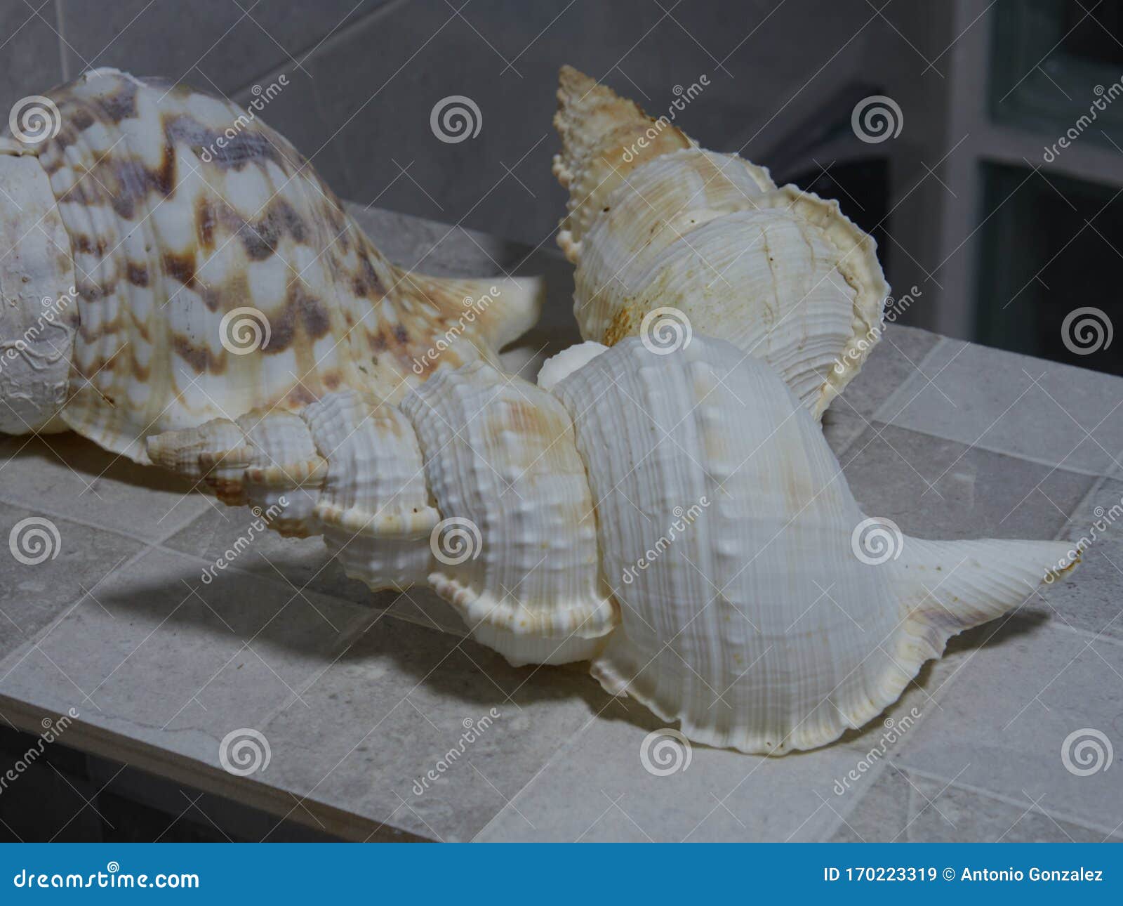 Mediterranean Sea Shells from the Granada Coast of Andalusia Stock ...