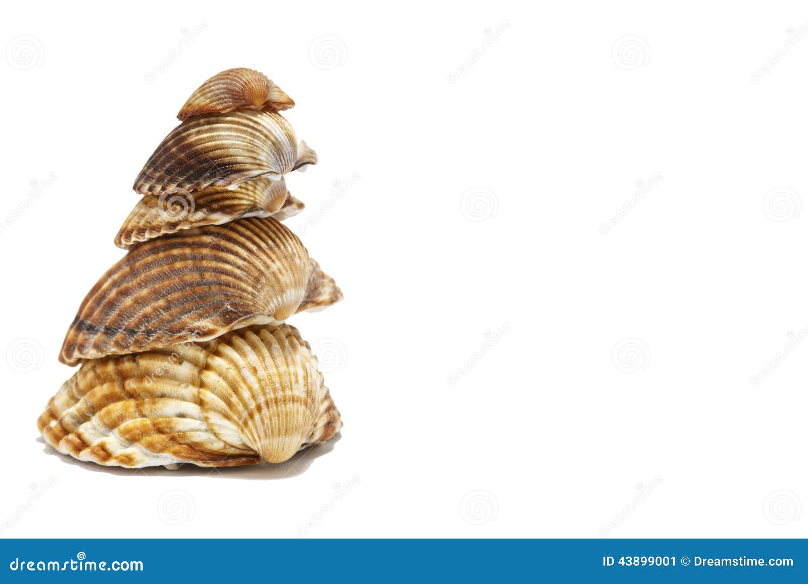 Mediterranean sea shells stock image. Image of cinqueterre - 43899001
