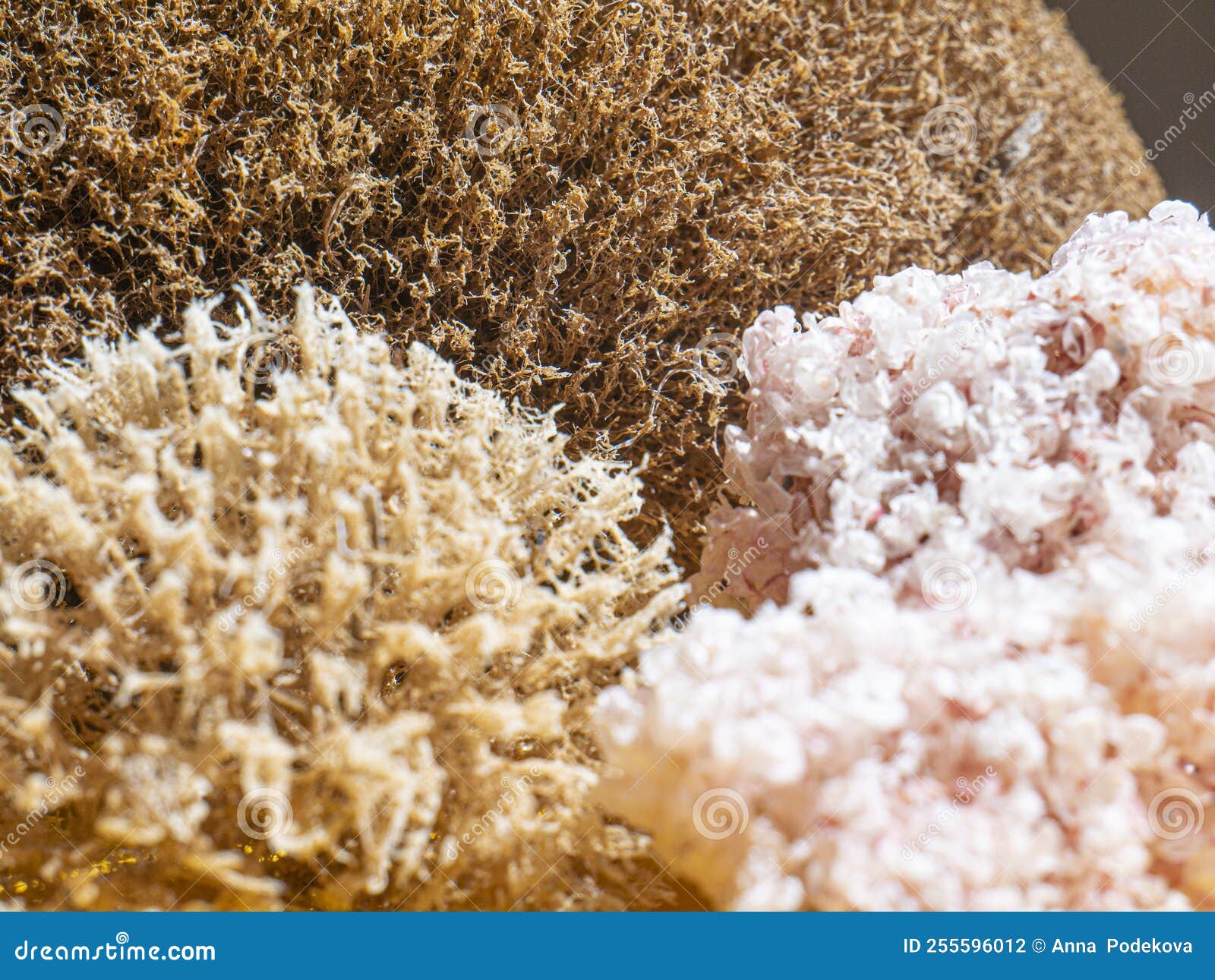 Mediterranean Sea Sponges. Different Species. Greece. Stock Photo ...