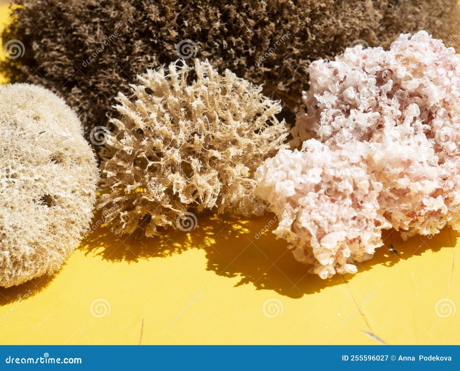 Mediterranean Sea Sponges. Different Species. Greece. Stock Image ...