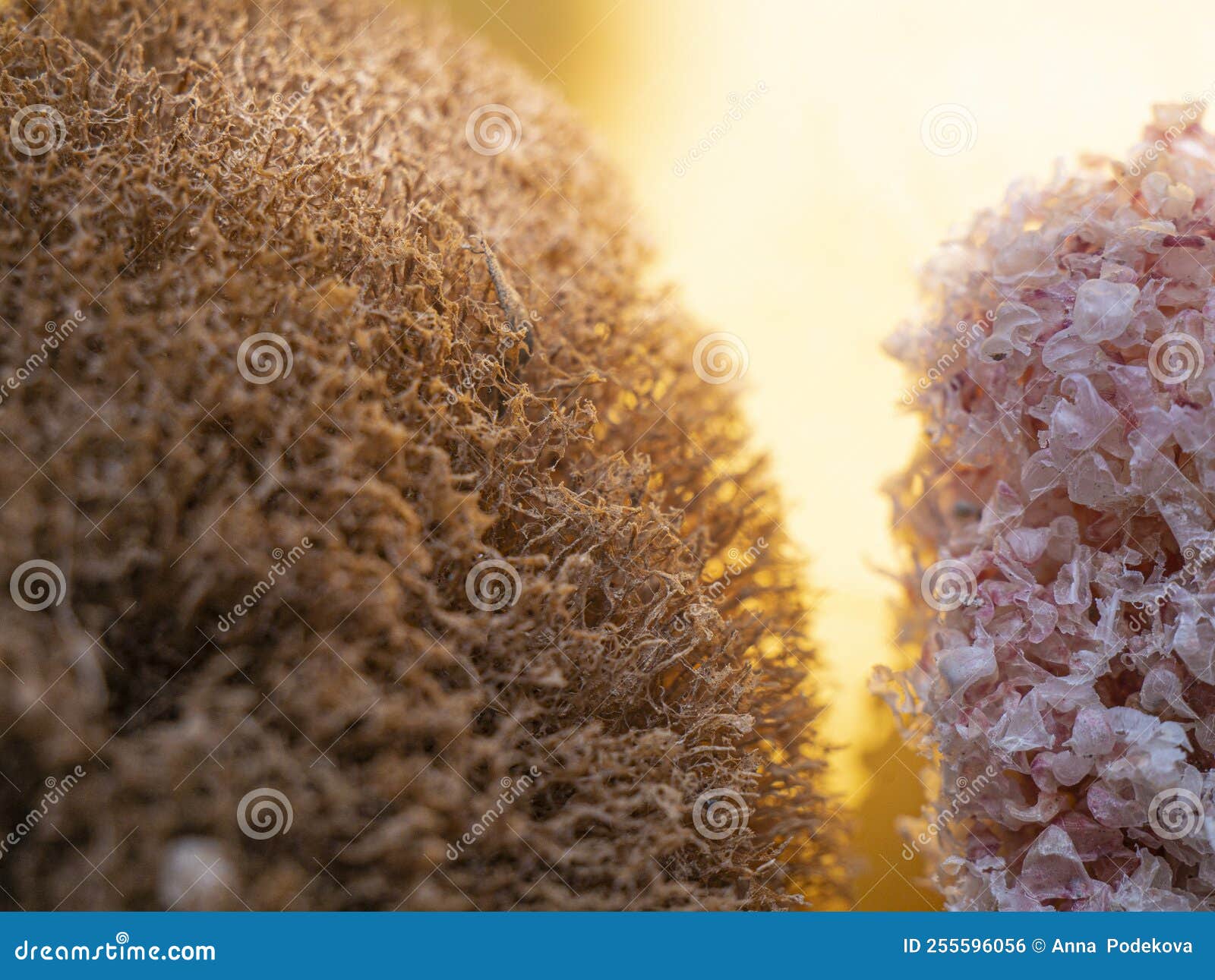 Mediterranean Sea Sponges. Different Species. Greece. Stock Photo ...