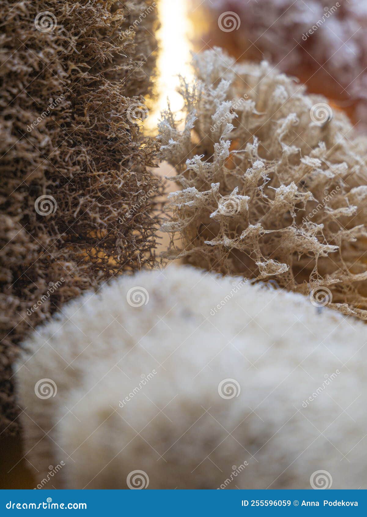 Mediterranean Sea Sponges. Different Species. Greece. Stock Image ...