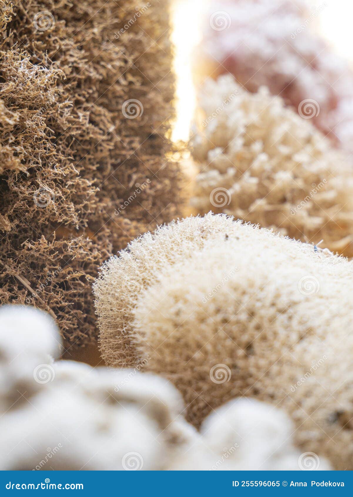 Mediterranean Sea Sponges. Different Species. Greece. Stock Image ...