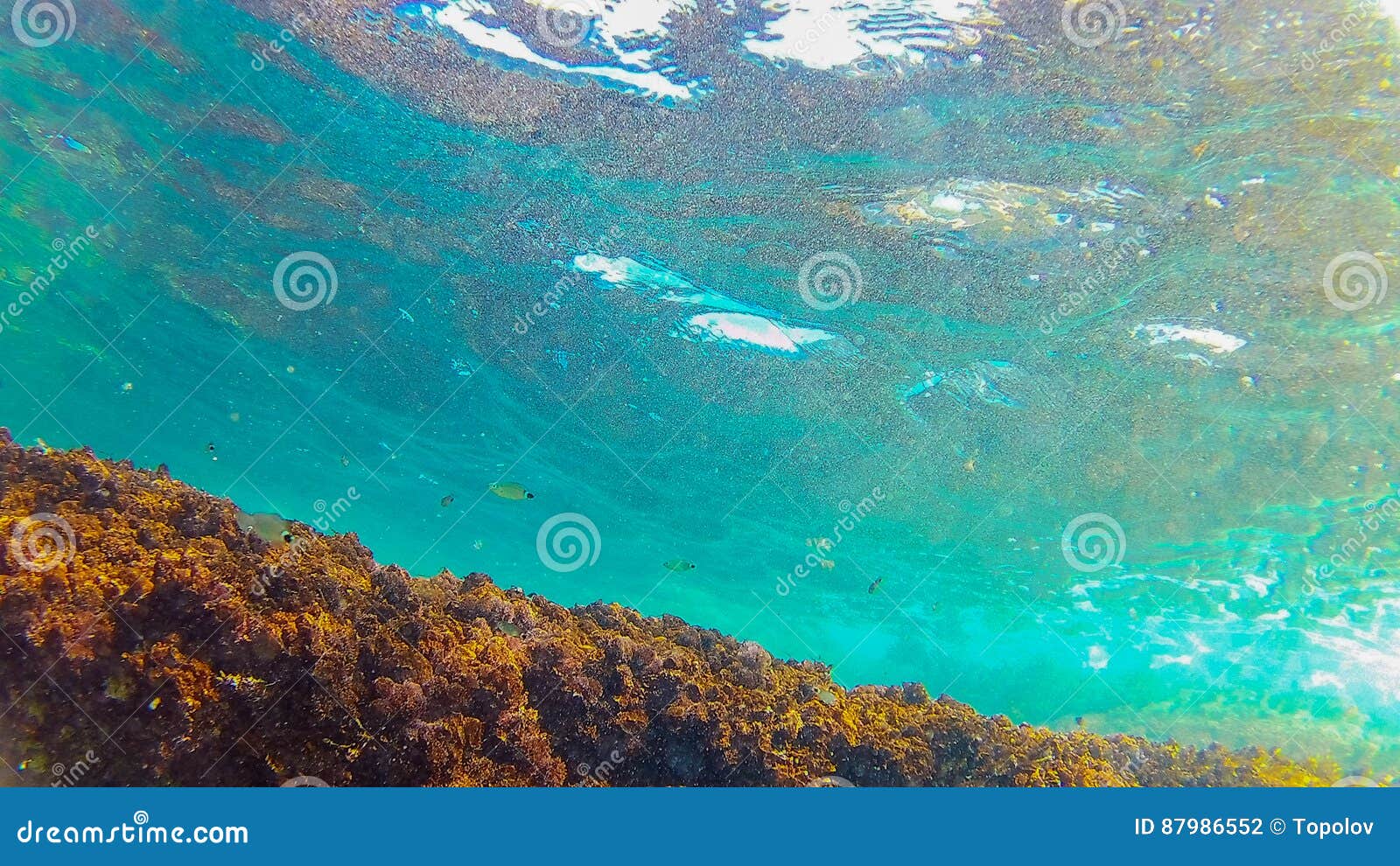 Mediterranean Sea Underwater. Stock Photo - Image of coast, seaweed ...