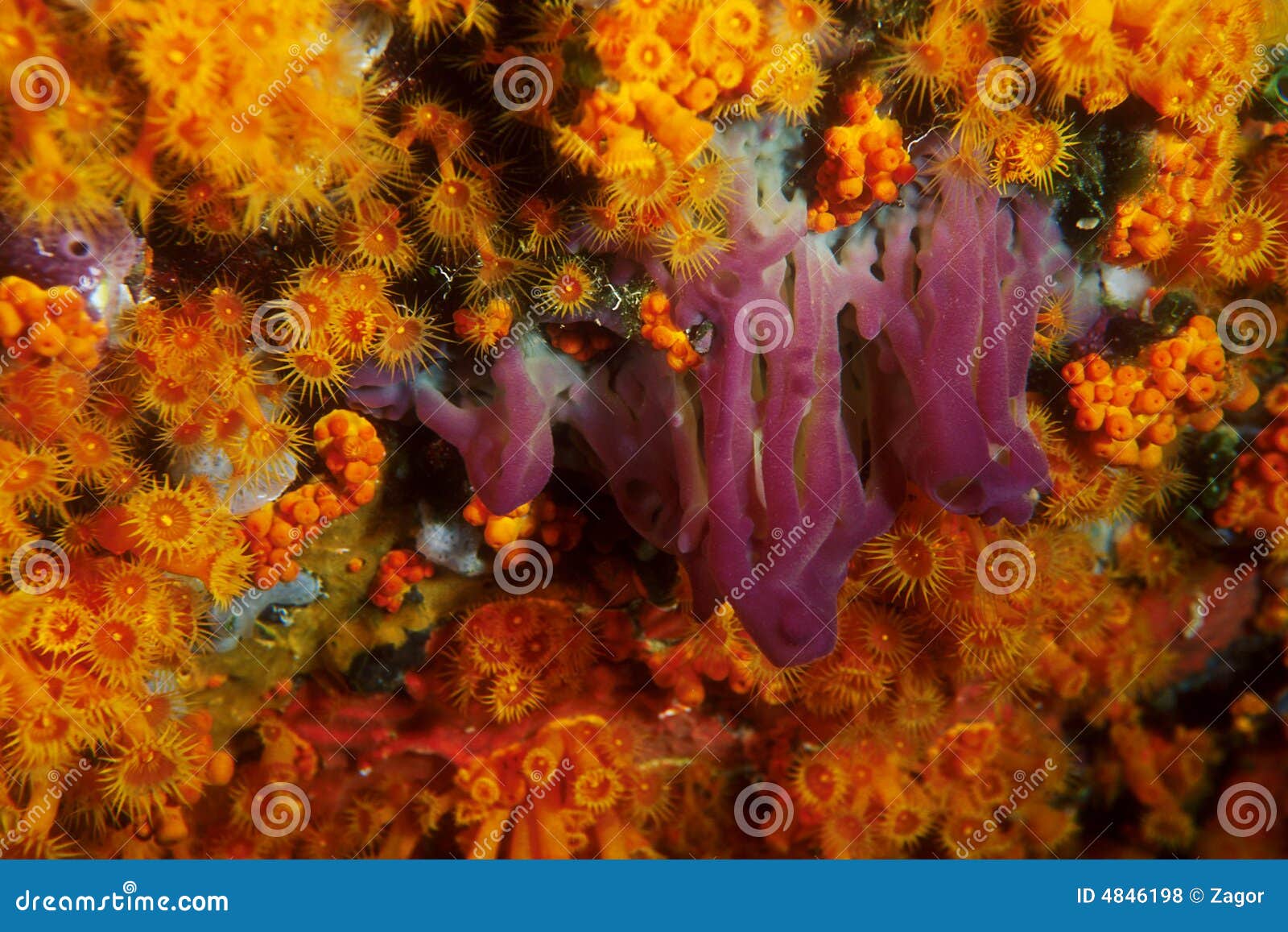 Mediterranean seabed stock photo. Image of color, little - 4846198